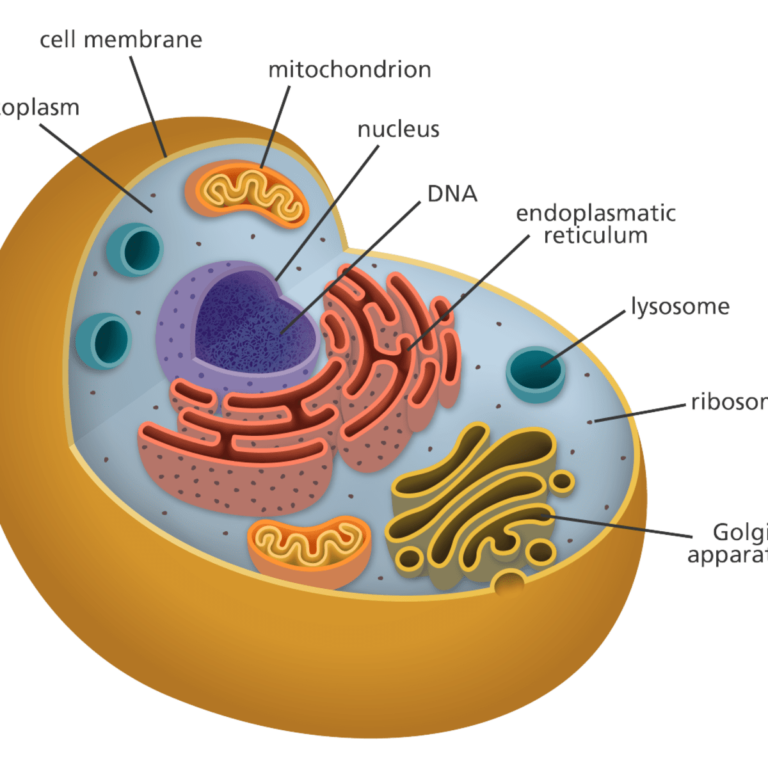 Cell Definition - Organelles - FAQs