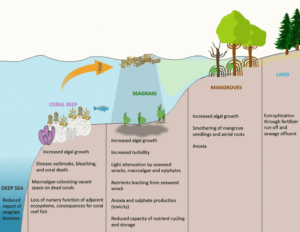 How Eutrophication Affects Aquatic Ecosystems - FAQs