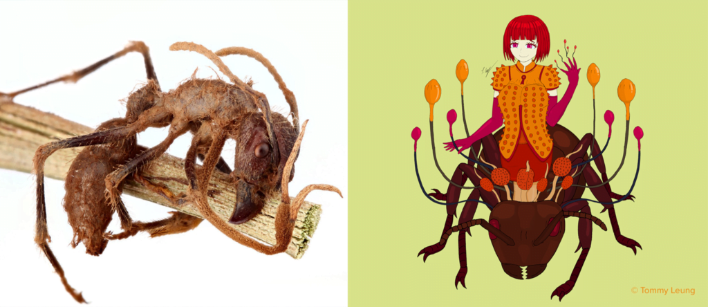 What is a Parasite? - FAQs