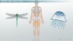 What Is a Hydrostatic Skeleton? - FAQs