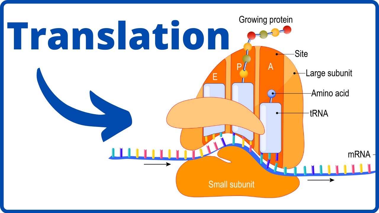 What Is Translation FAQs