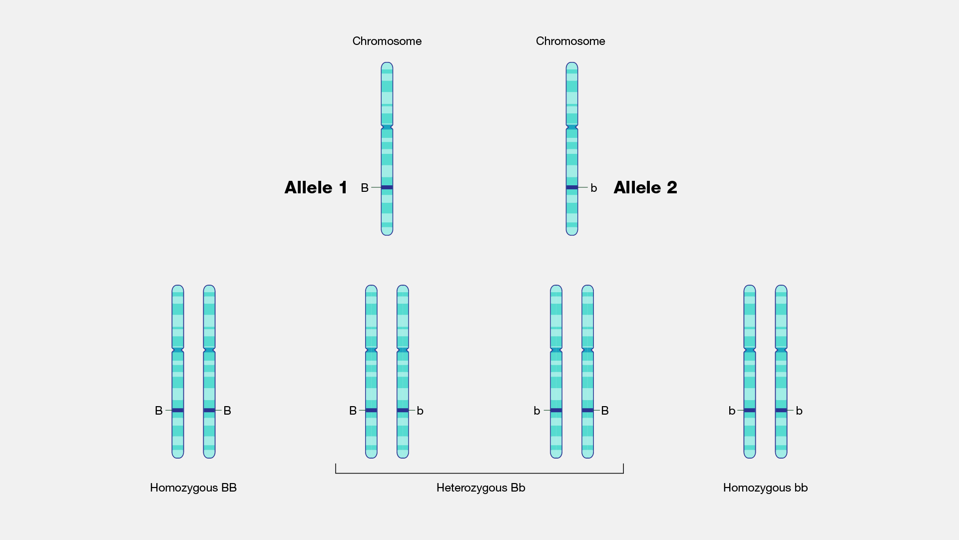 What is an Allele? - FAQs