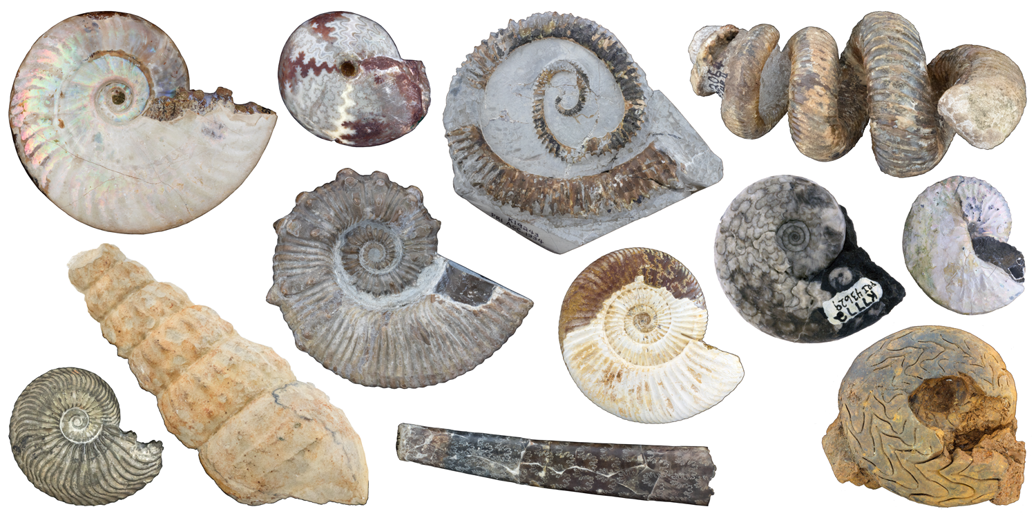 Ammonoids Fossils - FAQs